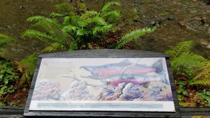 San Fransico: Muir Woods & Marin Headlands Private Tour - Who Should Consider This Tour?