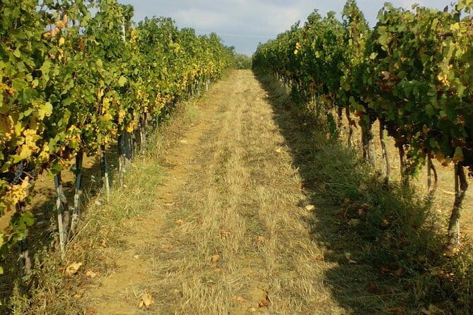 San Gimignano and Chianti tour - Frequently Asked Questions