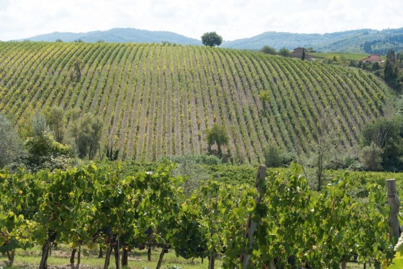 San Gimignano: Chianti wine tasting experience - An In-depth Look at the Experience