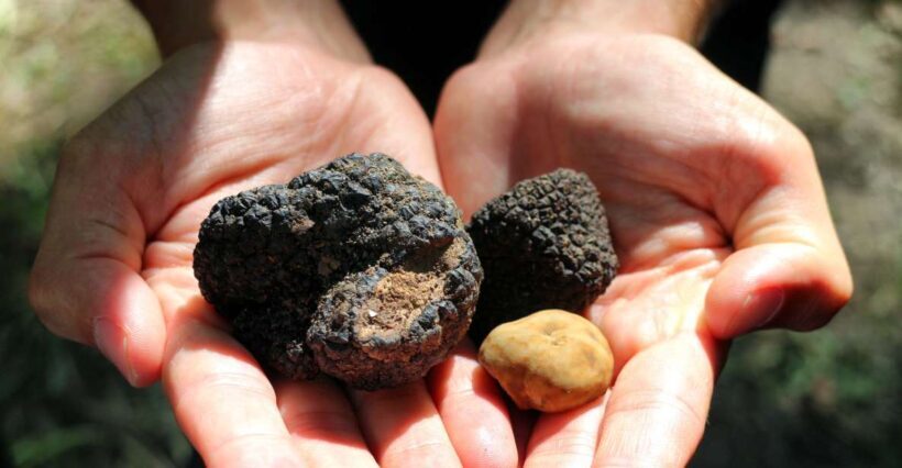 San Gimignano: Truffle Cooking Class with Wine Tasting - Key Points