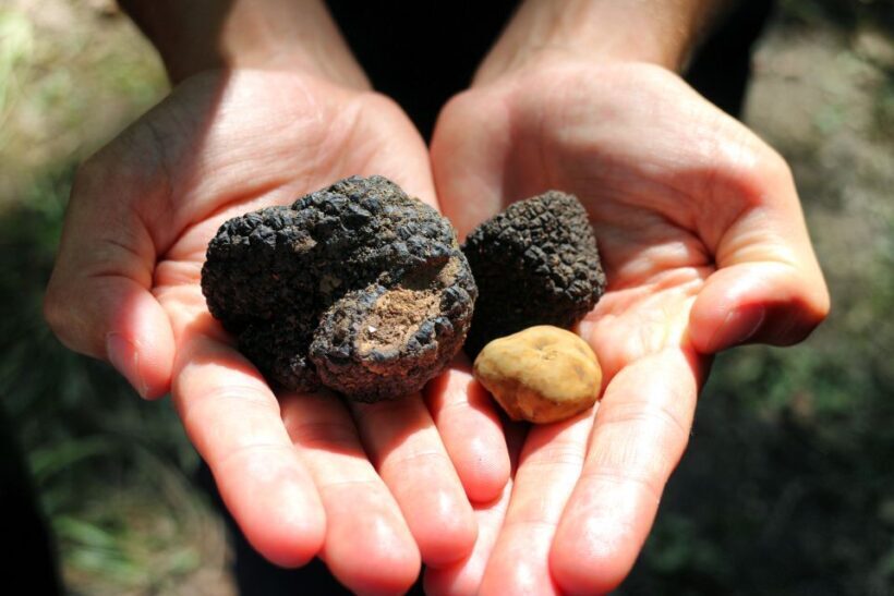San Gimignano: Truffle Cooking Class with Wine Tasting - Who Should Consider This Tour?
