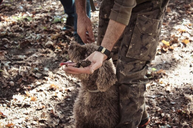 San Gimignano: Truffle Hunting with Lunch & Wine Tasting - Key Points