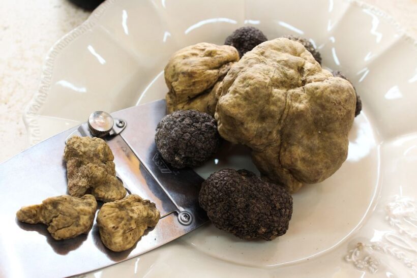 San Gimignano: Truffle Hunting with Lunch & Wine Tasting - Practical Details: What You Need to Know