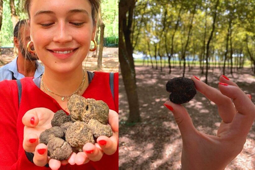 San Gimignano: Truffle Hunting with Lunch & Wine Tasting - The Value Proposition