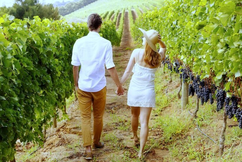 San Gimignano: Vineyard Walk with Wine Tasting in winery - Introduction: A Taste of Tuscany’s Vineyards