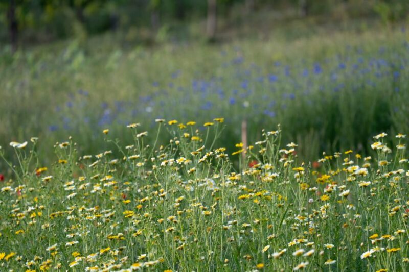 San Gimignano: Wine and Food Tasting in a Family Winery - Final Thoughts