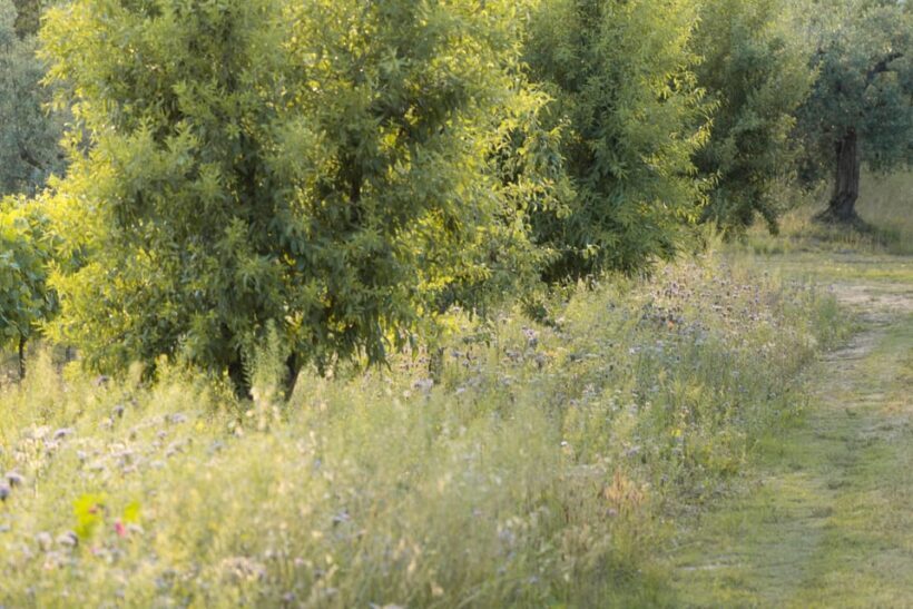 San Gimignano: Wine Tasting with Aperitivo in the Vineyard - FAQ