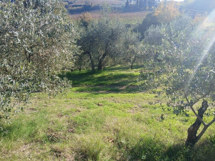 San Gimignano: Winery Visit with Picnic in Olive Grove - Introduction