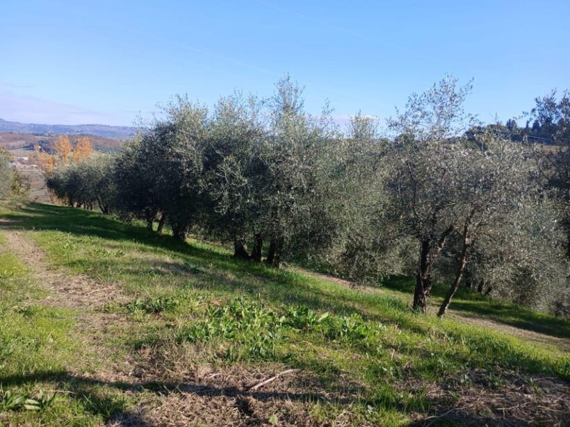 San Gimignano: Winery Visit with Picnic in Olive Grove - How This Tour Offers Value