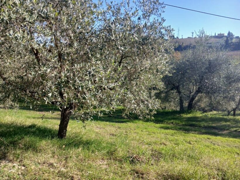 San Gimignano: Winery Visit with Picnic in Olive Grove - FAQ