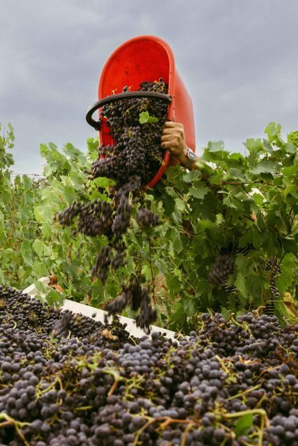 San Gregorio Tasting - Who Would Love This Experience?