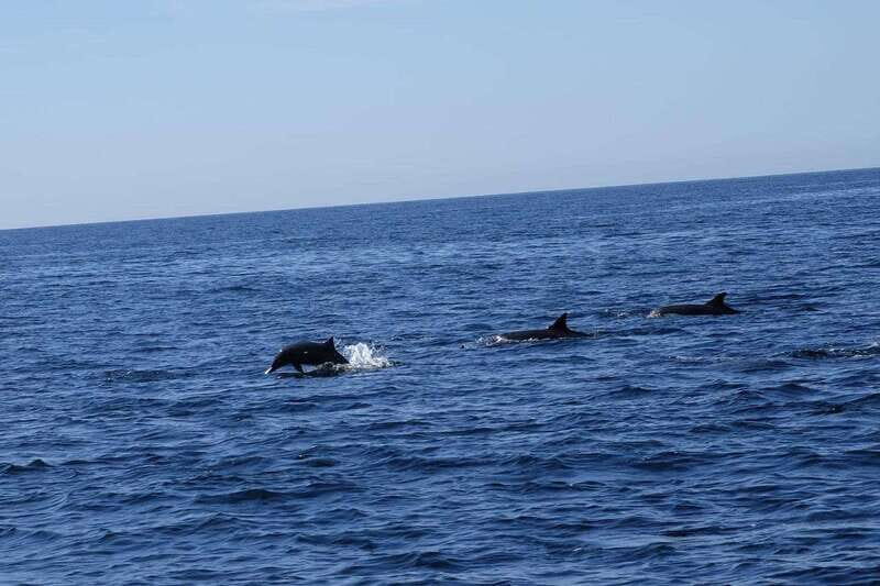 San José del Cabo: Ocean Safari - Key Points