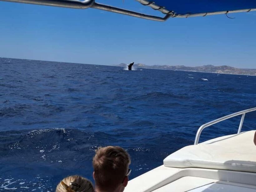 San José del Cabo: Ocean Safari - Why Choose the San José del Cabo Ocean Safari?