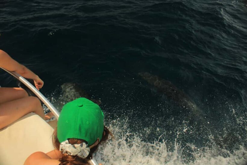 San José del Cabo: Ocean Safari - The Value of This Experience