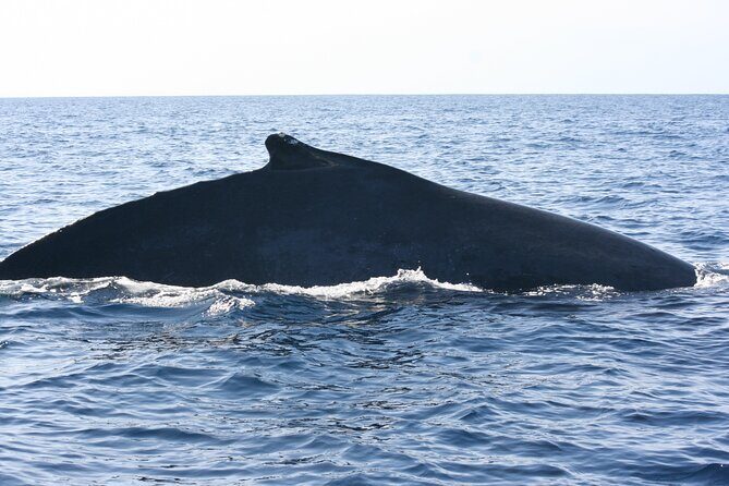 San Jose del Cabo Small-Group Sunrise Whale Watching - The Guides and Crew