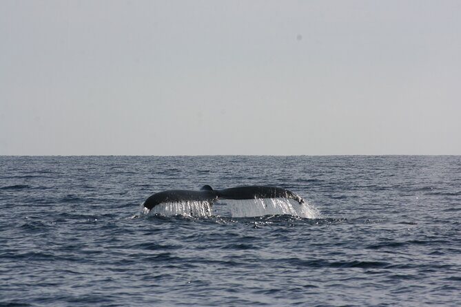 San Jose del Cabo Small-Group Sunrise Whale Watching - FAQ