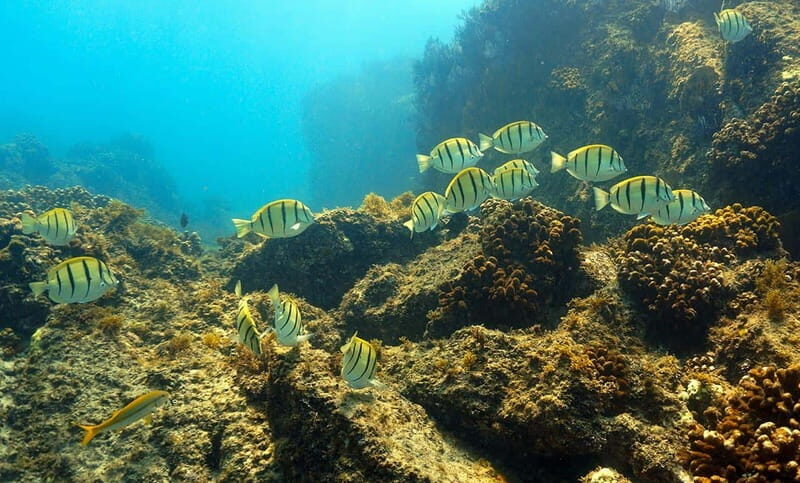 San Jose del Cabo Snorkeling Tour - Authenticity and Value