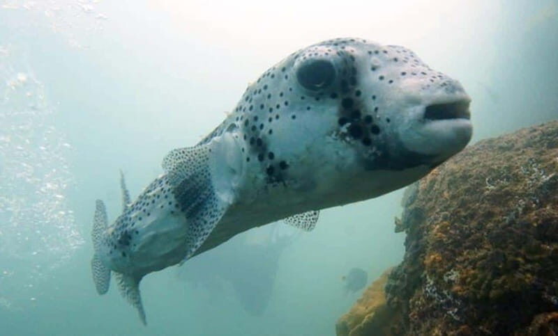 San Jose del Cabo Snorkeling Tour - FAQ
