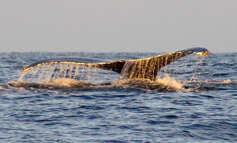 San Jose del Cabo Sunset Whale Watching - Who Will Enjoy This Tour?