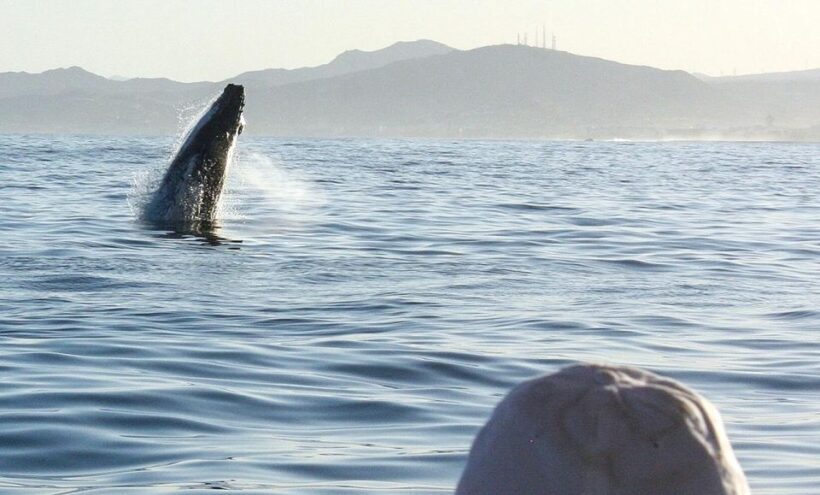 San Jose del Cabo Sunset Whale Watching - Final Thoughts: Is It Worth It?