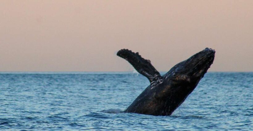 San Jose del Cabo Sunset Whale Watching - FAQ