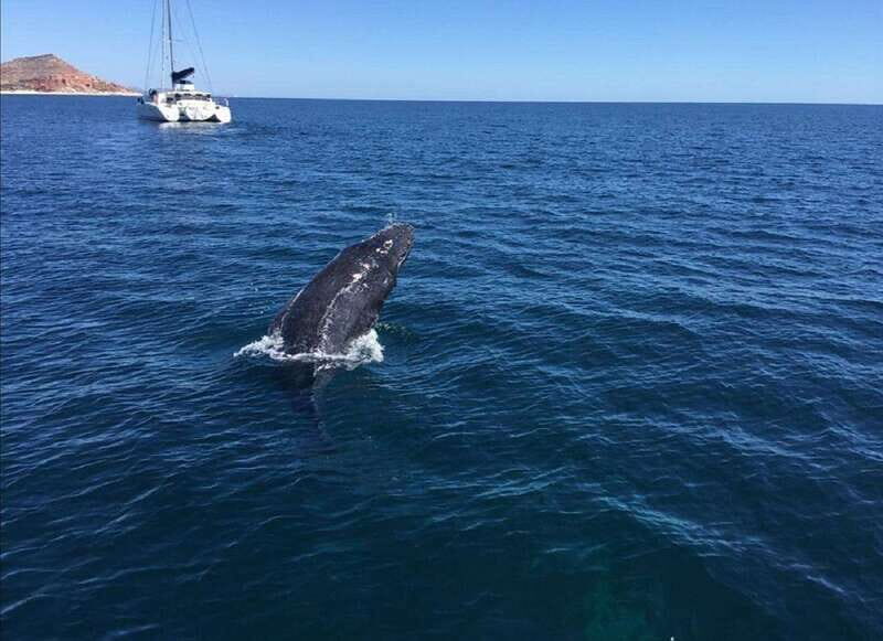 San José del Cabo: Whale Watching Experience - Key Points