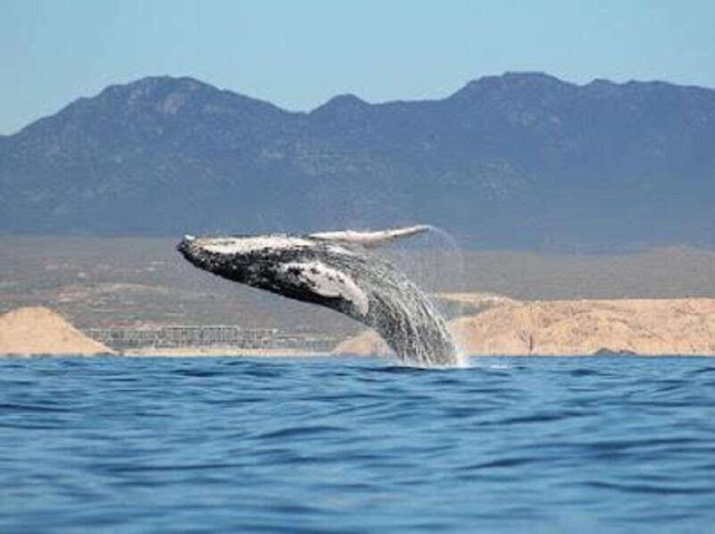 San José del Cabo: Whale Watching Experience - Starting Point and Logistics