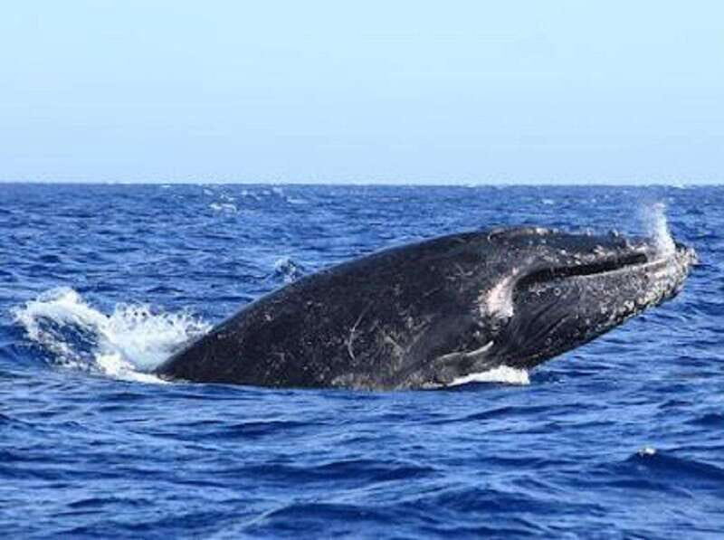 San José del Cabo: Whale Watching Experience - The Itinerary Breakdown