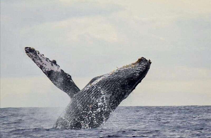 San José del Cabo: Whale Watching Experience - Accessibility and Practical Tips