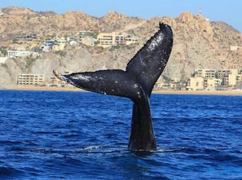 San José del Cabo: Whale Watching Experience - Who Will Love This Tour?