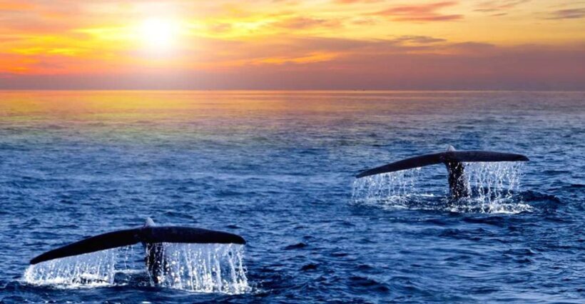 San Jose del Cabo Whale Watching Sunrise Tour - Key Points