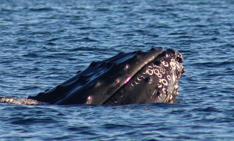 San Jose del Cabo Whale Watching Sunrise Tour - What Travelers Say
