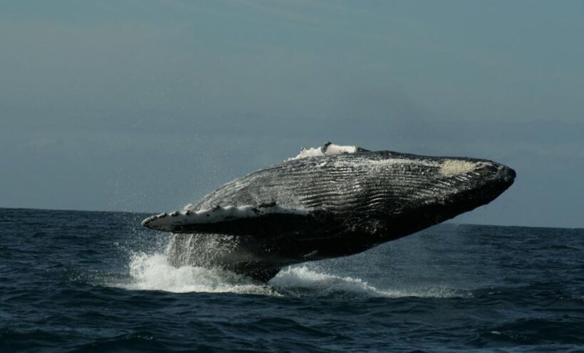 San Jose del Cabo Whale Watching Sunrise Tour - Analyzing Value and Cost