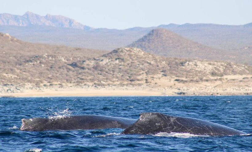 San Jose del Cabo Whale Watching Sunrise Tour - Final Thoughts