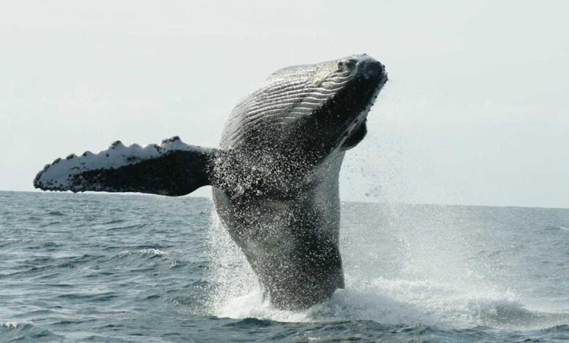 San Jose del Cabo Whale Watching - Key Points