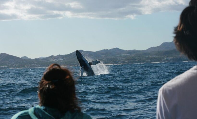 San Jose del Cabo Whale Watching - An In-Depth Look at San Jose del Cabo Whale Watching