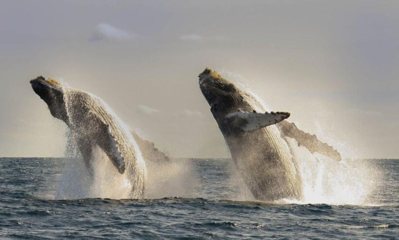 San Jose del Cabo Whale Watching - FAQs