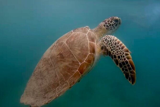 San Juan Guided Snorkel With Turtles Tour and Videos - An In-Depth Look at the Tour
