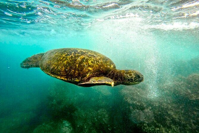 San Juan Guided Snorkel With Turtles Tour and Videos - Practical Details: What You Need to Know