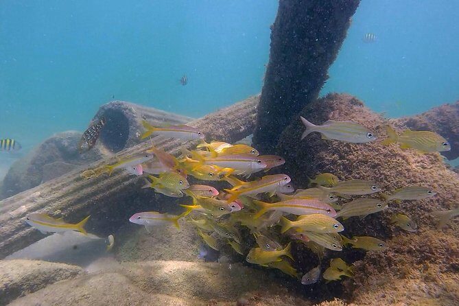 San Juan Guided Snorkel With Turtles Tour and Videos - FAQ