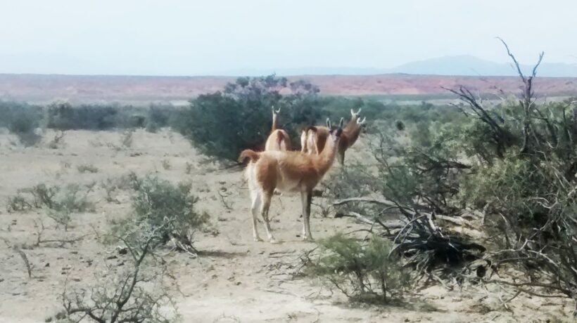 San Juan: Ischigualasto National Park - Moon Valley - FAQ