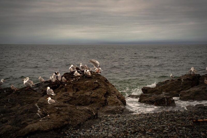 San Juan Island: 3-h Griffin Bay Tour - Key Points
