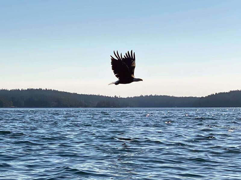 San Juan Island: Full Day Kayaking Tour with Lunch - The Value of the Experience