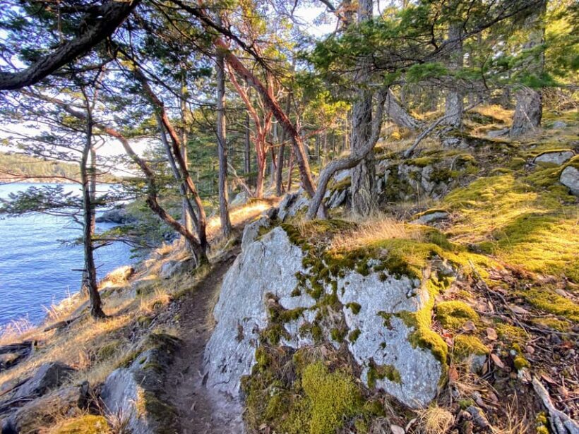 San Juan Island: Full Day Kayaking Tour with Lunch - Who Will Love This Experience?
