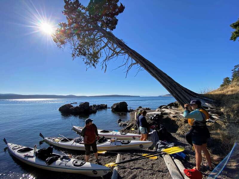 San Juan Island: Full Day Kayaking Tour with Lunch - The Sum Up: Is This Tour Worth It?