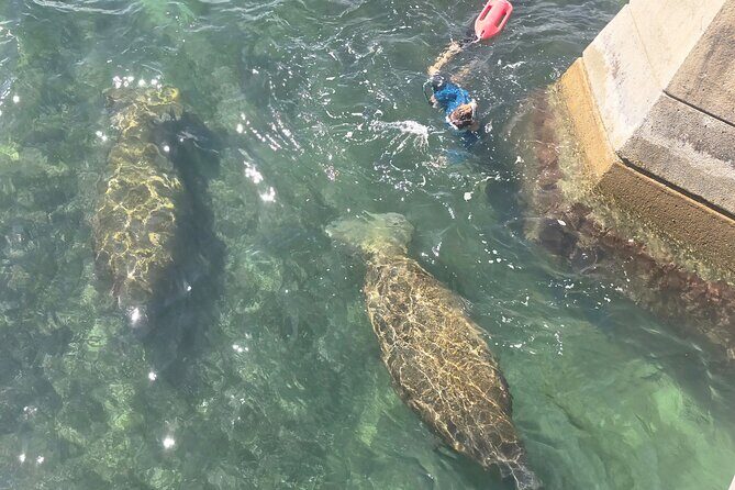 San Juan Snorkel with Turtles and Manatee's; Free Video and Rum! - FAQ