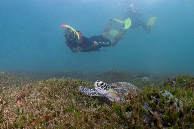 San Juan Snorkeling Tour with Fish and Turtles - Marine Life Encounters: What You Might See