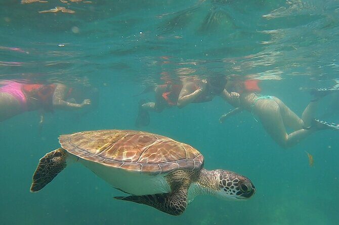 San Juan: Snorkeling with Turtles Adventure and Free Videos - The Experience Logistics