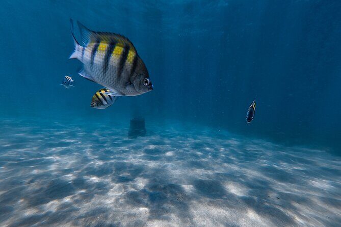 San Juan: Snorkeling with Turtles Adventure and Free Videos - The Value for Money