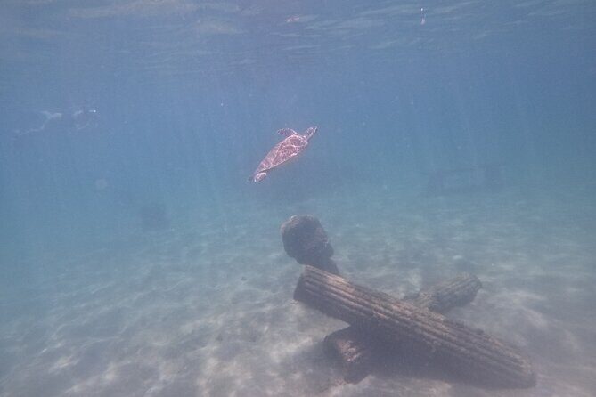 San Juan Turtle Spotting Snorkel Adventure with Videos - What the Tour Offers: A Detailed Look